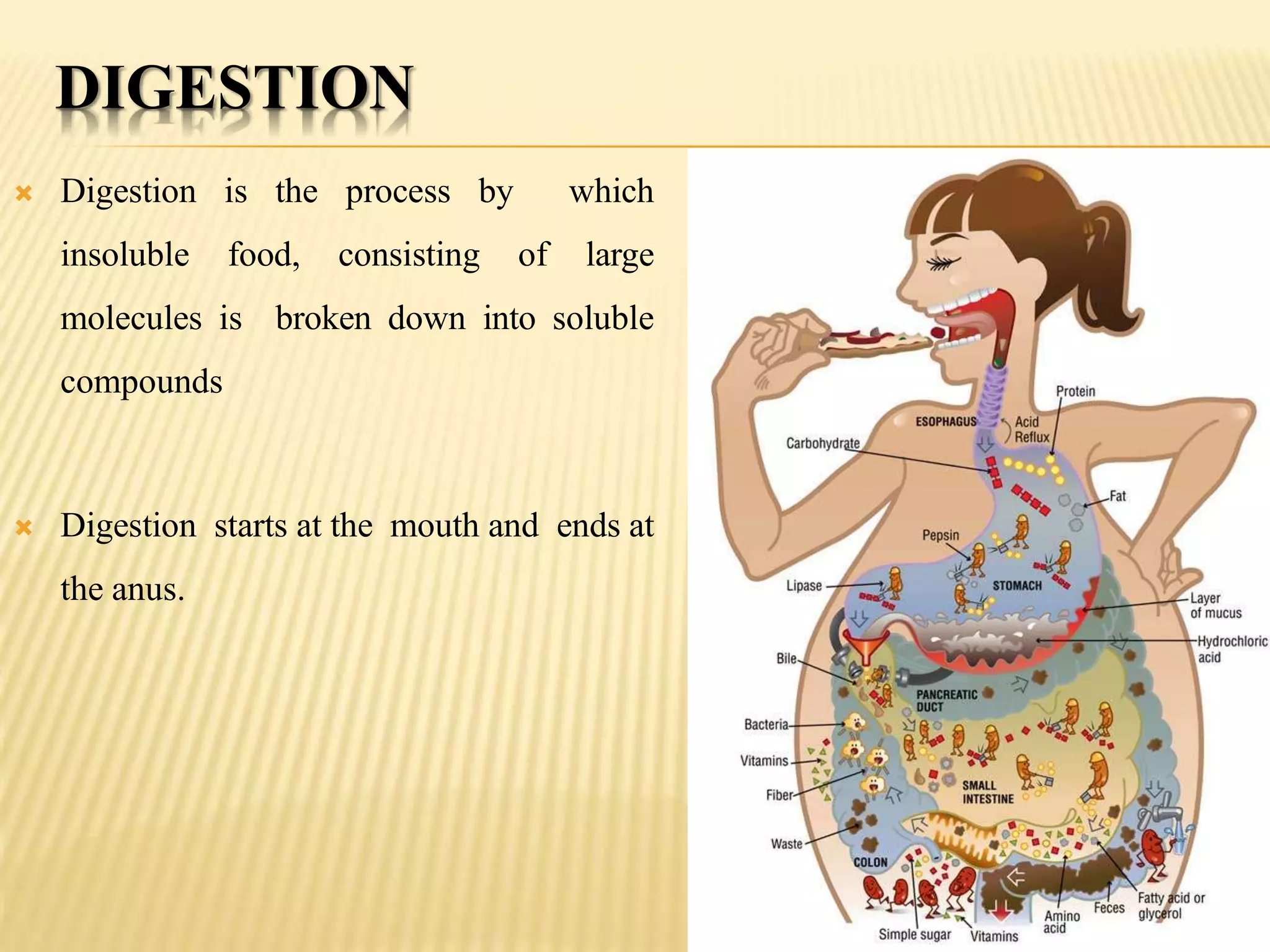 Anatomy and Physiology of Digestive System | PPTX | Digestive Disorders ...