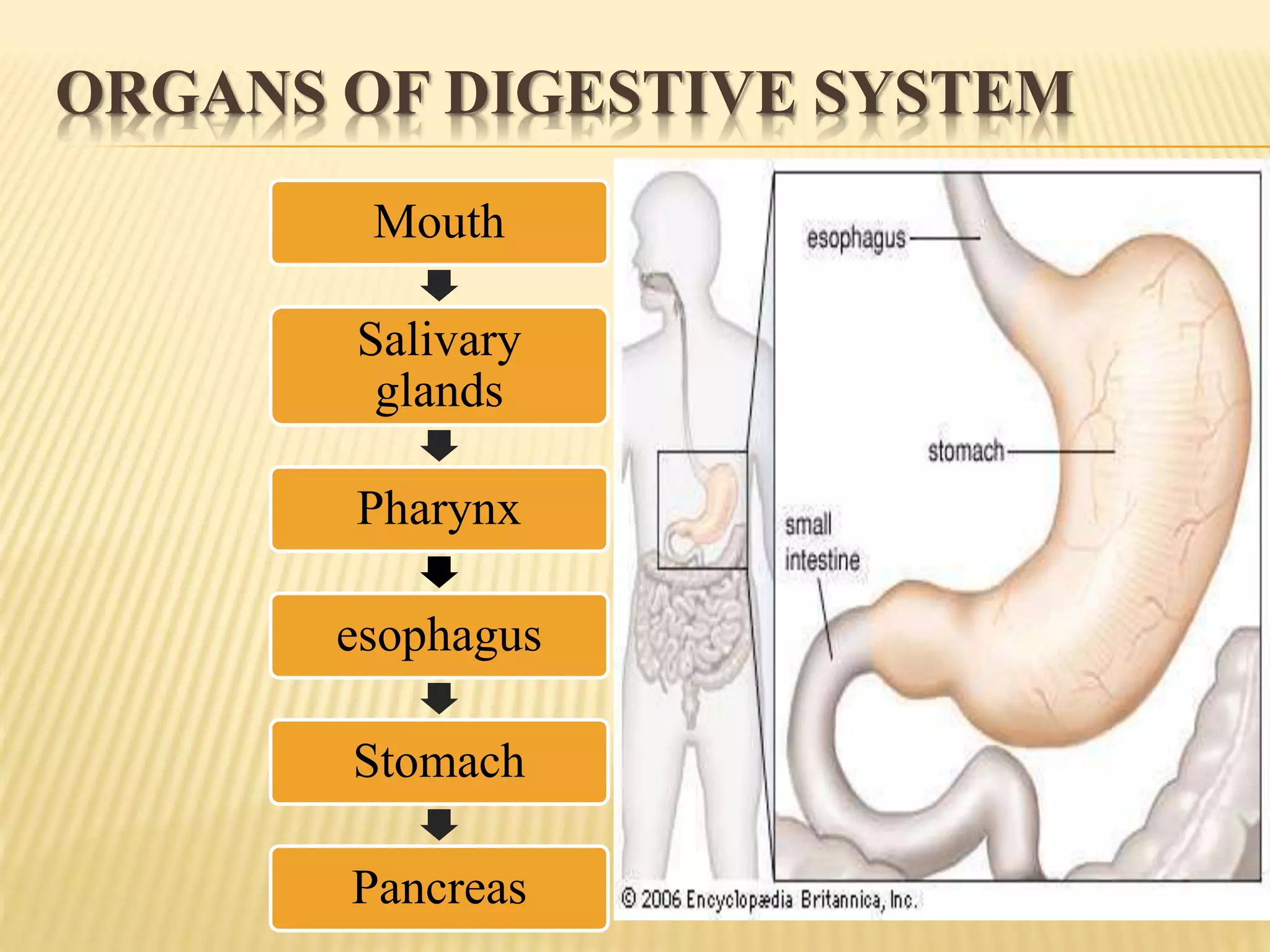 Anatomy and Physiology of Digestive System | PPTX | Digestive Disorders ...