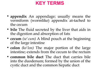 DIGESTIVE TERMINOLOGY ANATOMI FISIOLOGIS PATOLOGIS DIAGNOSIS TREATMENT.pdf