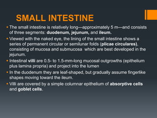 Digestive tract | PPTX