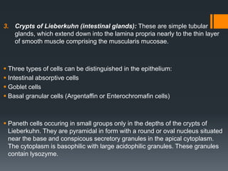 Digestive tract | PPTX