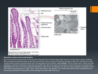 Digestive tract | PPTX