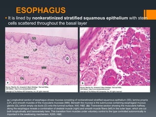 Digestive tract | PPTX