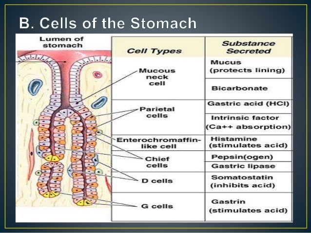 Digestive tract (Histology)
