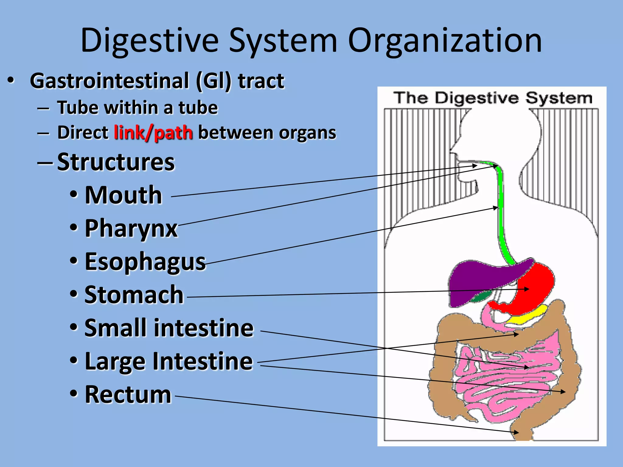 digestive tract -maayer.pptx