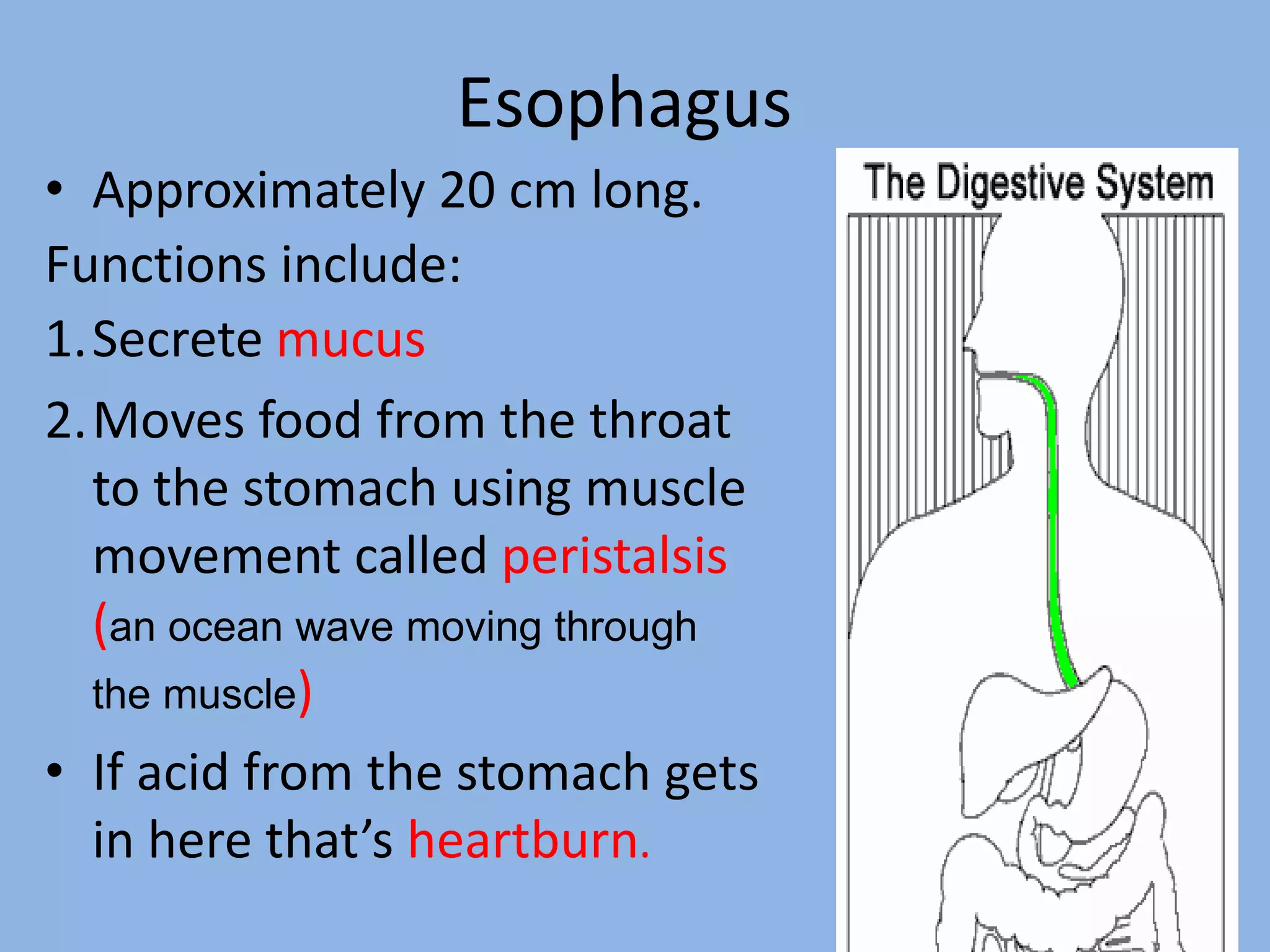 digestive tract -maayer.pptx