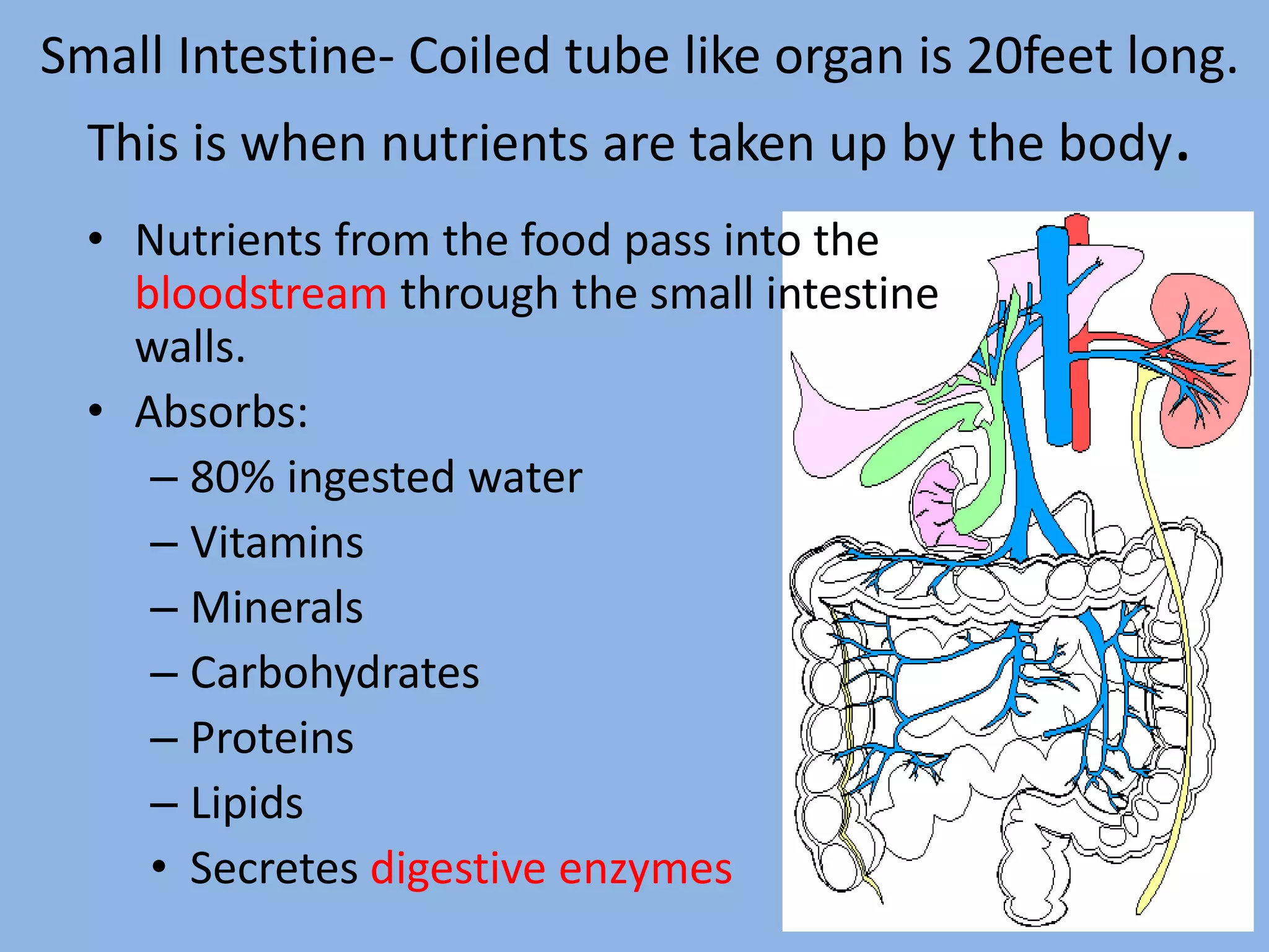 digestive tract -maayer.pptx