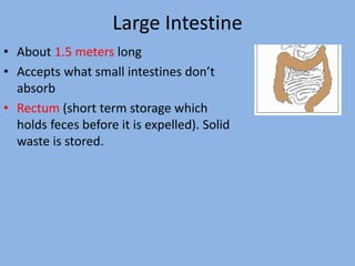 digestive tract -maayer.pptx