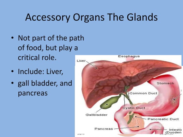 digestive tract -maayer.pptx