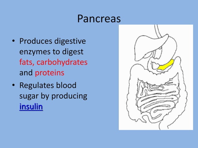 digestive tract -maayer.pptx