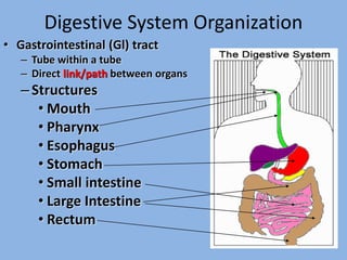 digestive tract -maayer.pptx