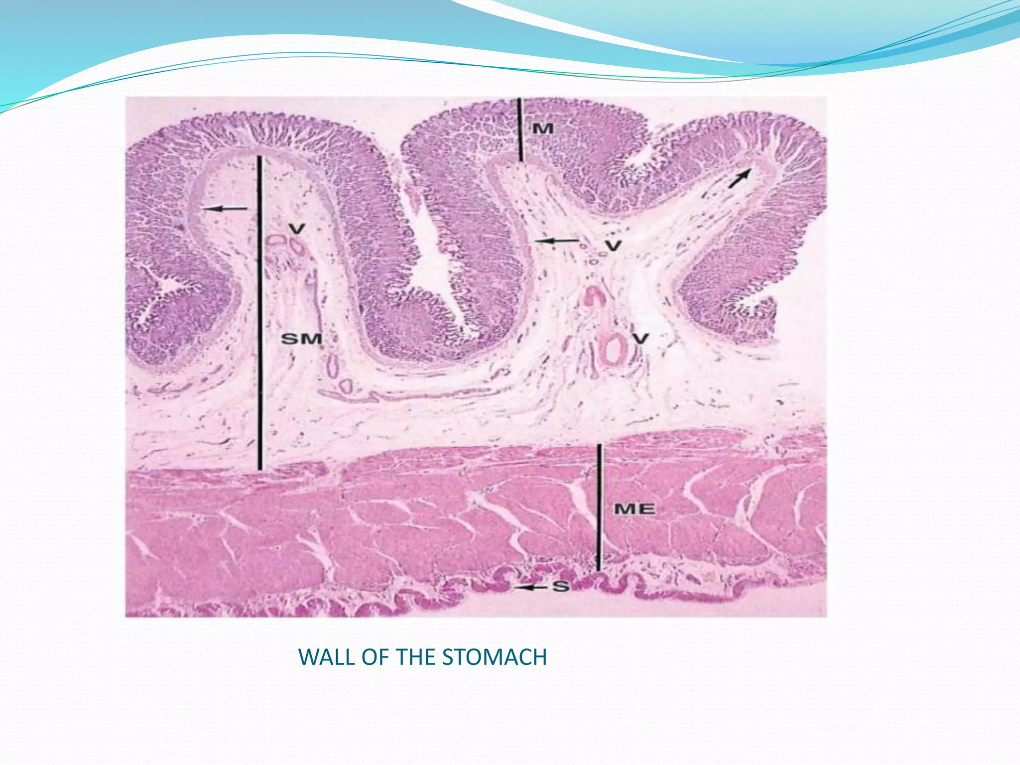 Digestive tract ppt | PPTX | Digestive Disorders | Diseases and Conditions