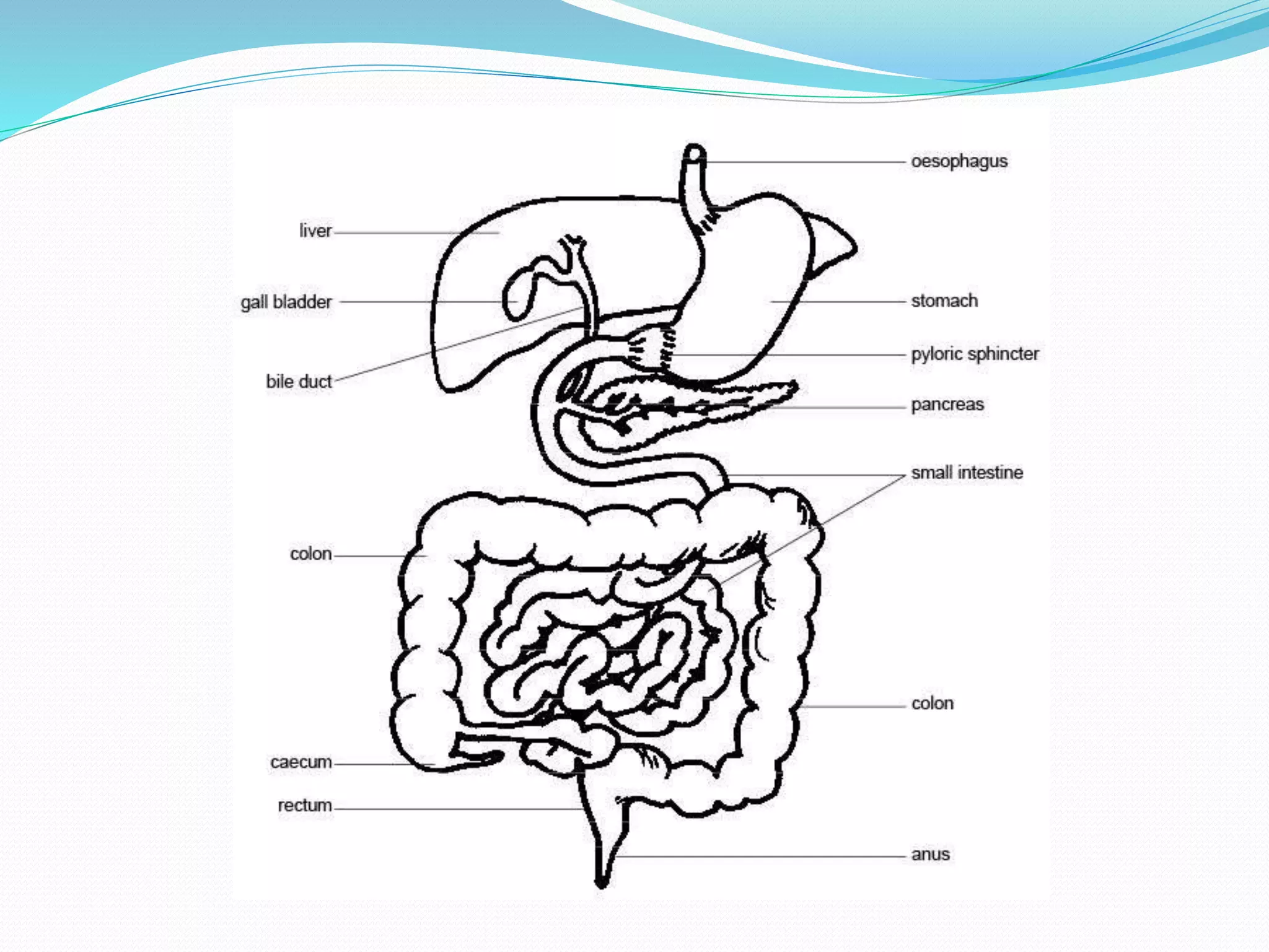 Digestive tract ppt | PPTX | Digestive Disorders | Diseases and Conditions