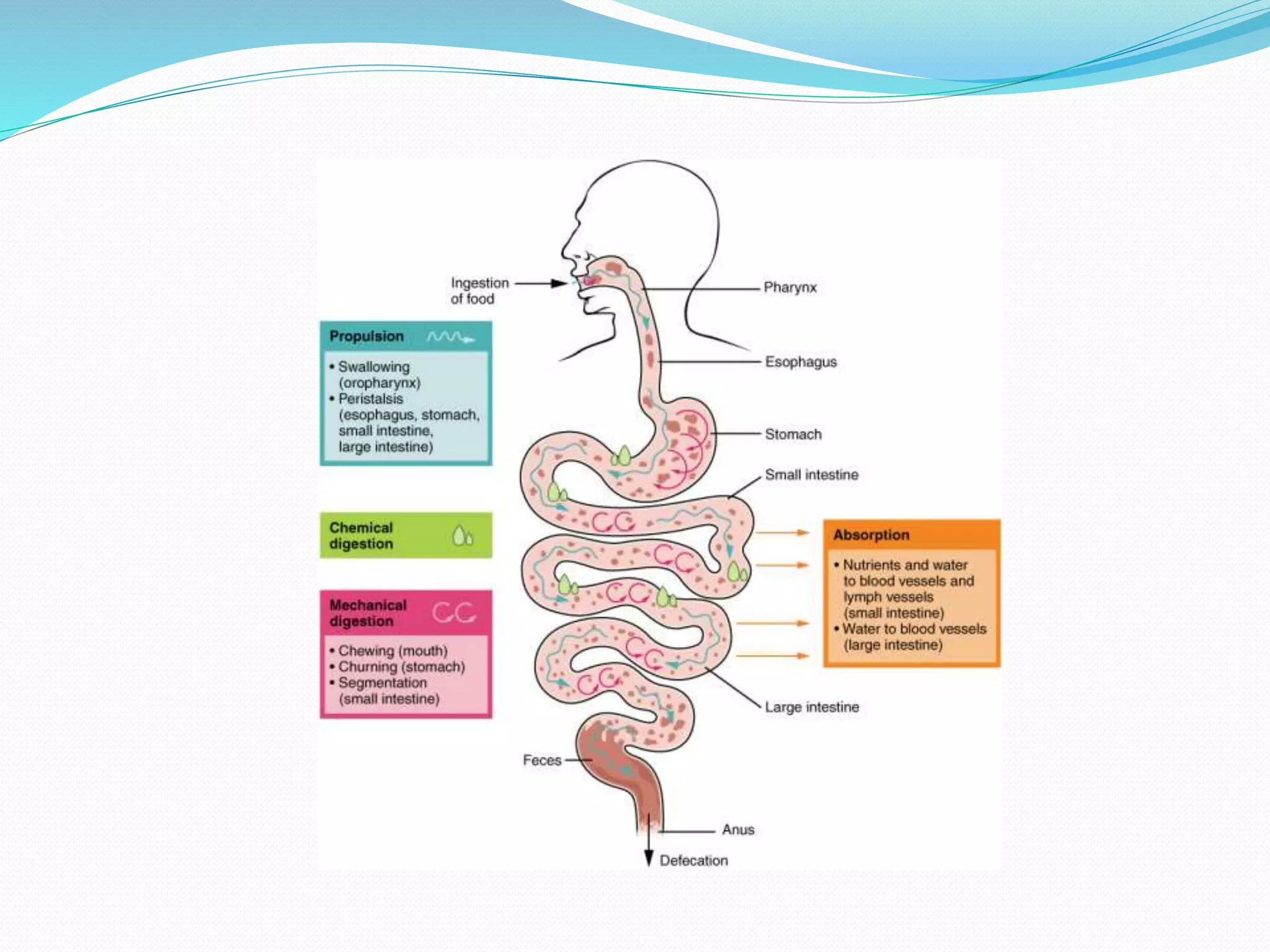 Digestive tract ppt | PPTX | Digestive Disorders | Diseases and Conditions