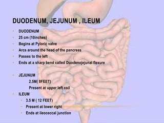 Digestive tract ppt | PPTX
