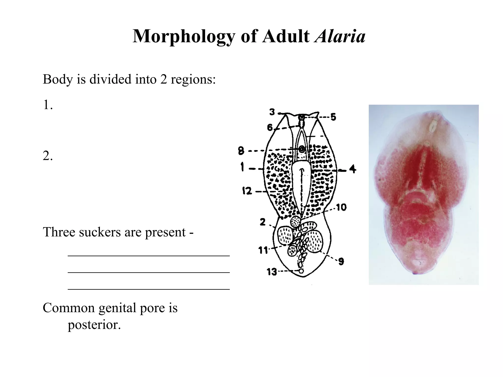 Digestive Trematodes | PPT