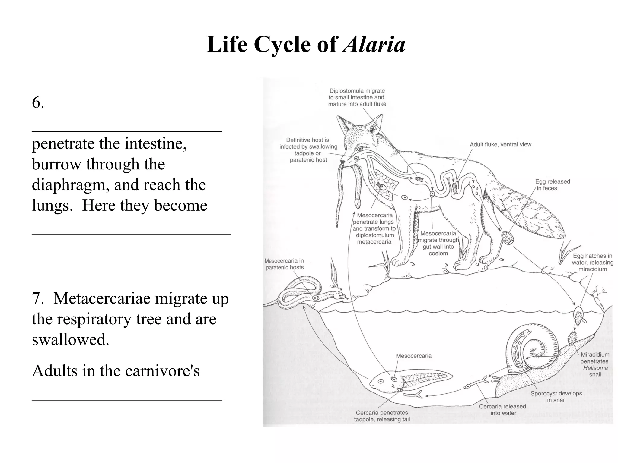 Digestive Trematodes | PPT