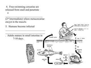 Digestive Trematodes | PPT