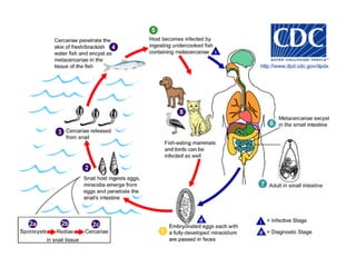Digestive Trematodes | PPT