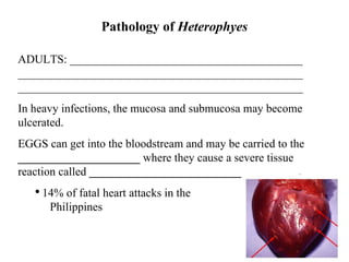 Digestive Trematodes | PPT