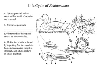 Digestive Trematodes | PPT