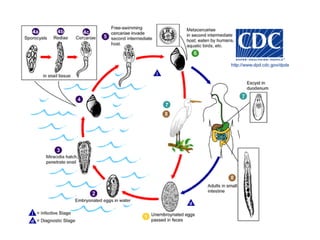 Digestive Trematodes | PPT