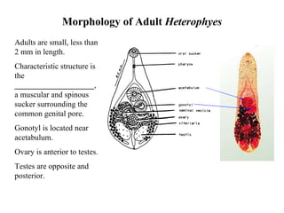 Digestive Trematodes | PPT