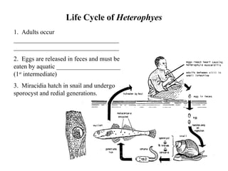 Heterophyes Heterophyes Life Cycle