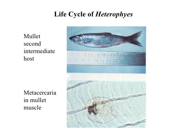 Heterophyes Heterophyes Life Cycle