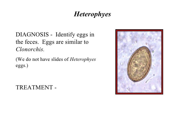 Heterophyes Heterophyes Life Cycle