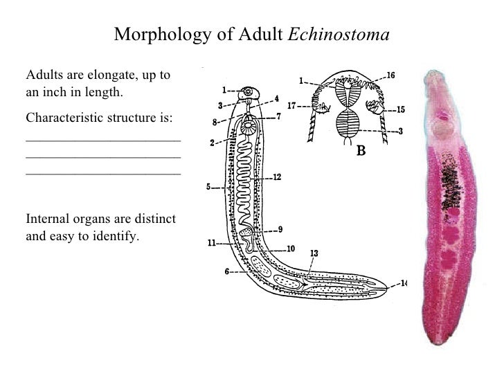 Digestive Trematodes