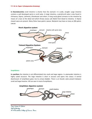 Amphibian Digestive System