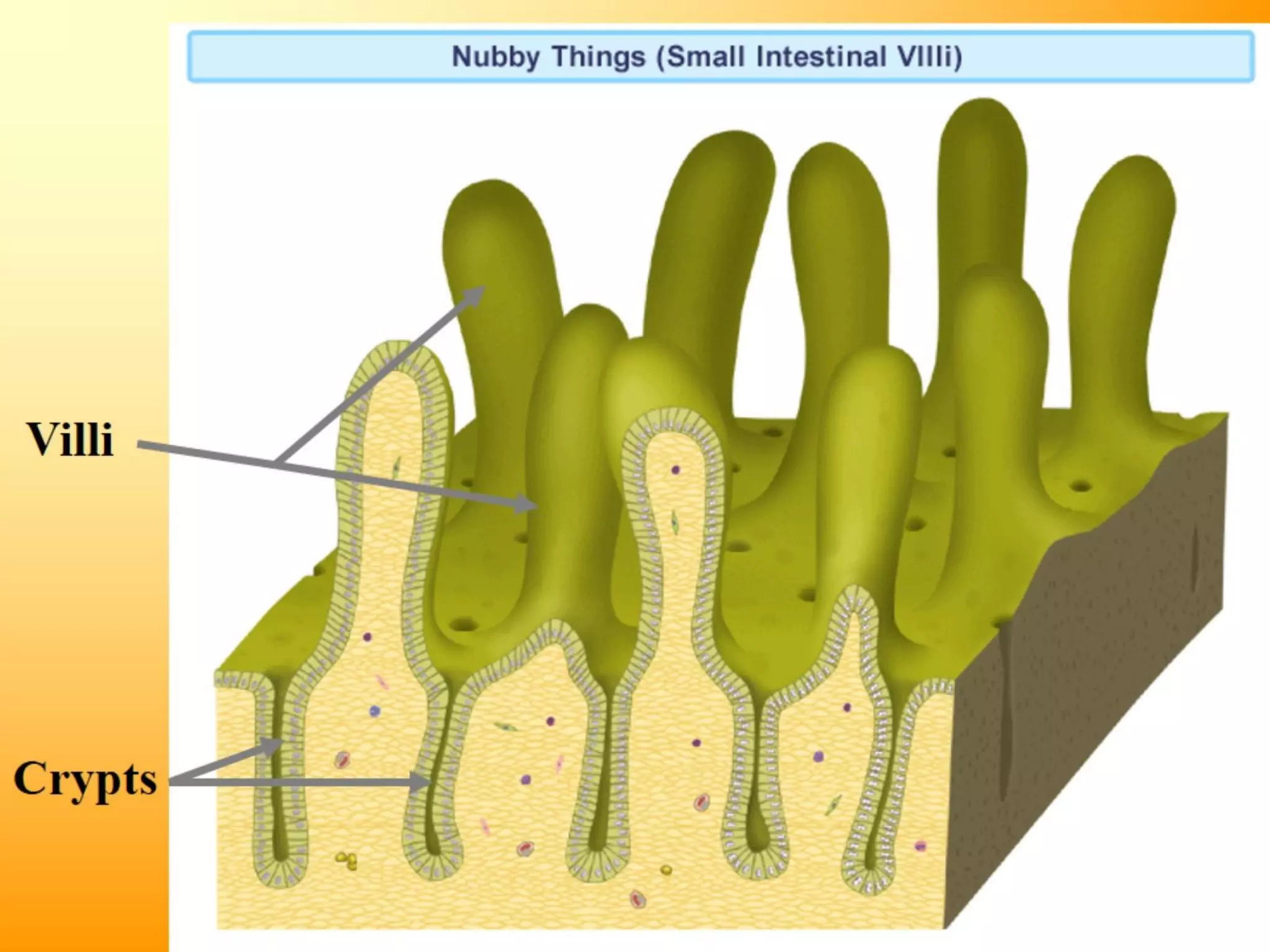 Digestive tube | PPT