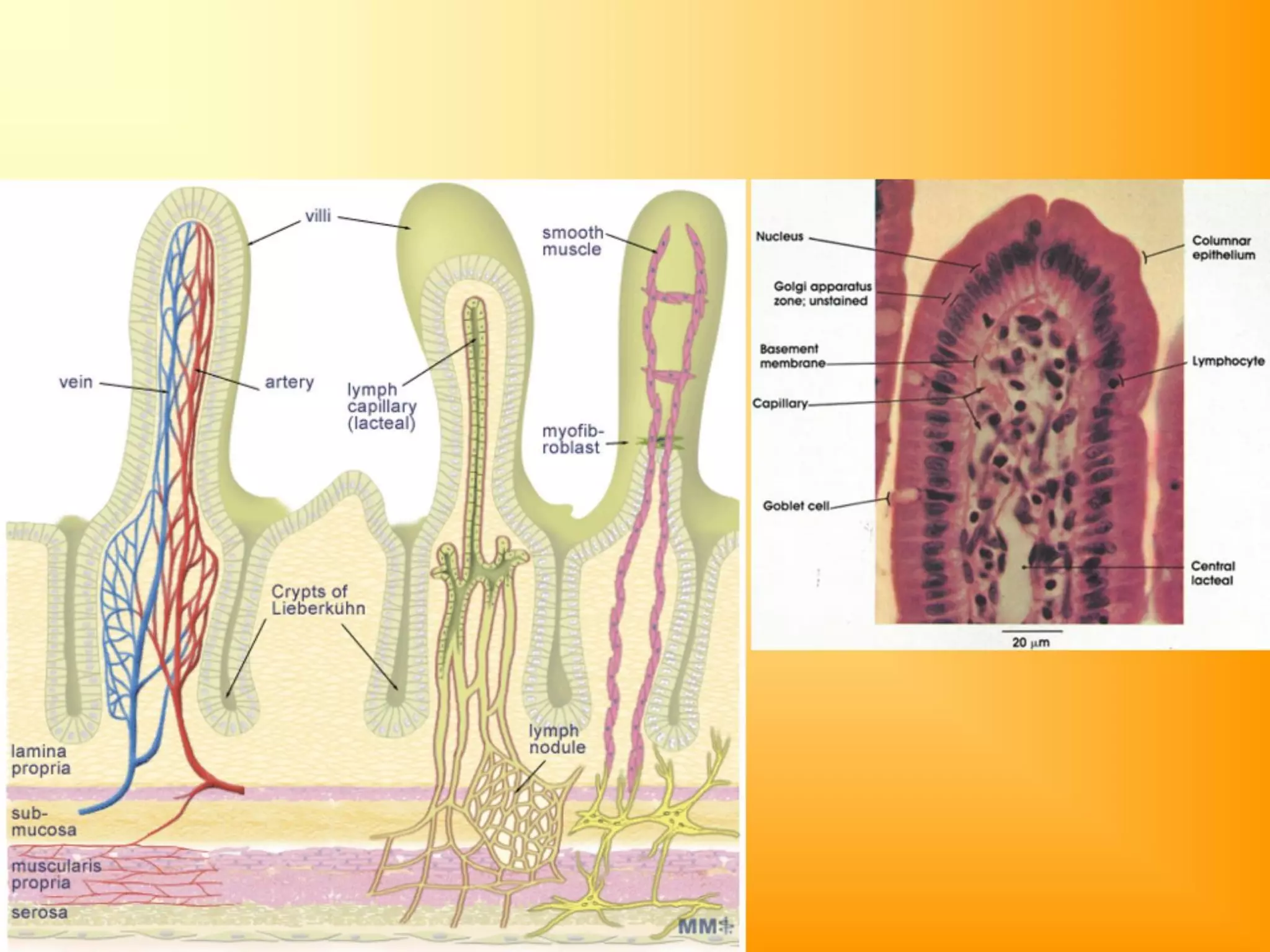 Digestive tube | PPT