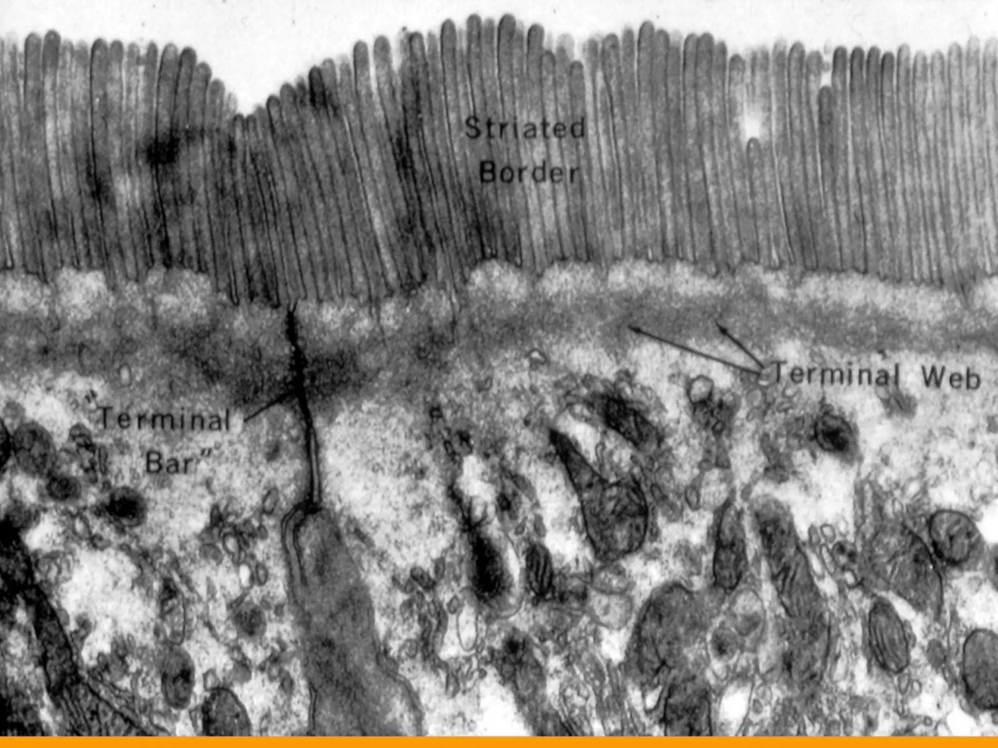 Digestive tube | PPT