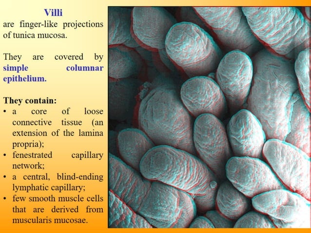 Digestive tube | PPT