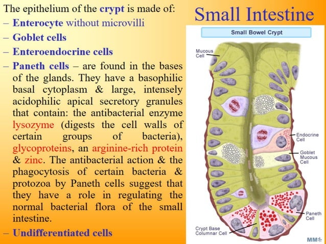 Digestive tube | PPT