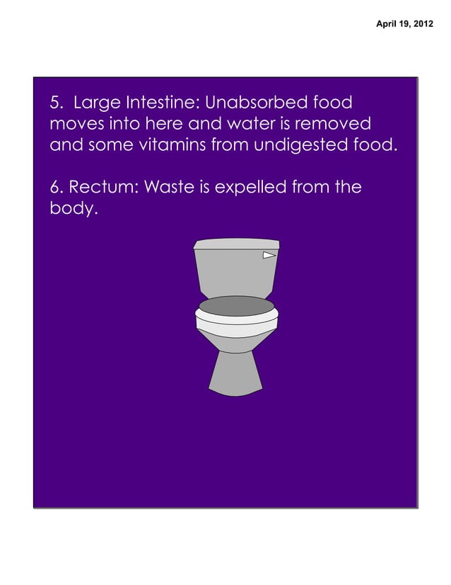 Digestive & urinary systems & nutrition course notes | PDF