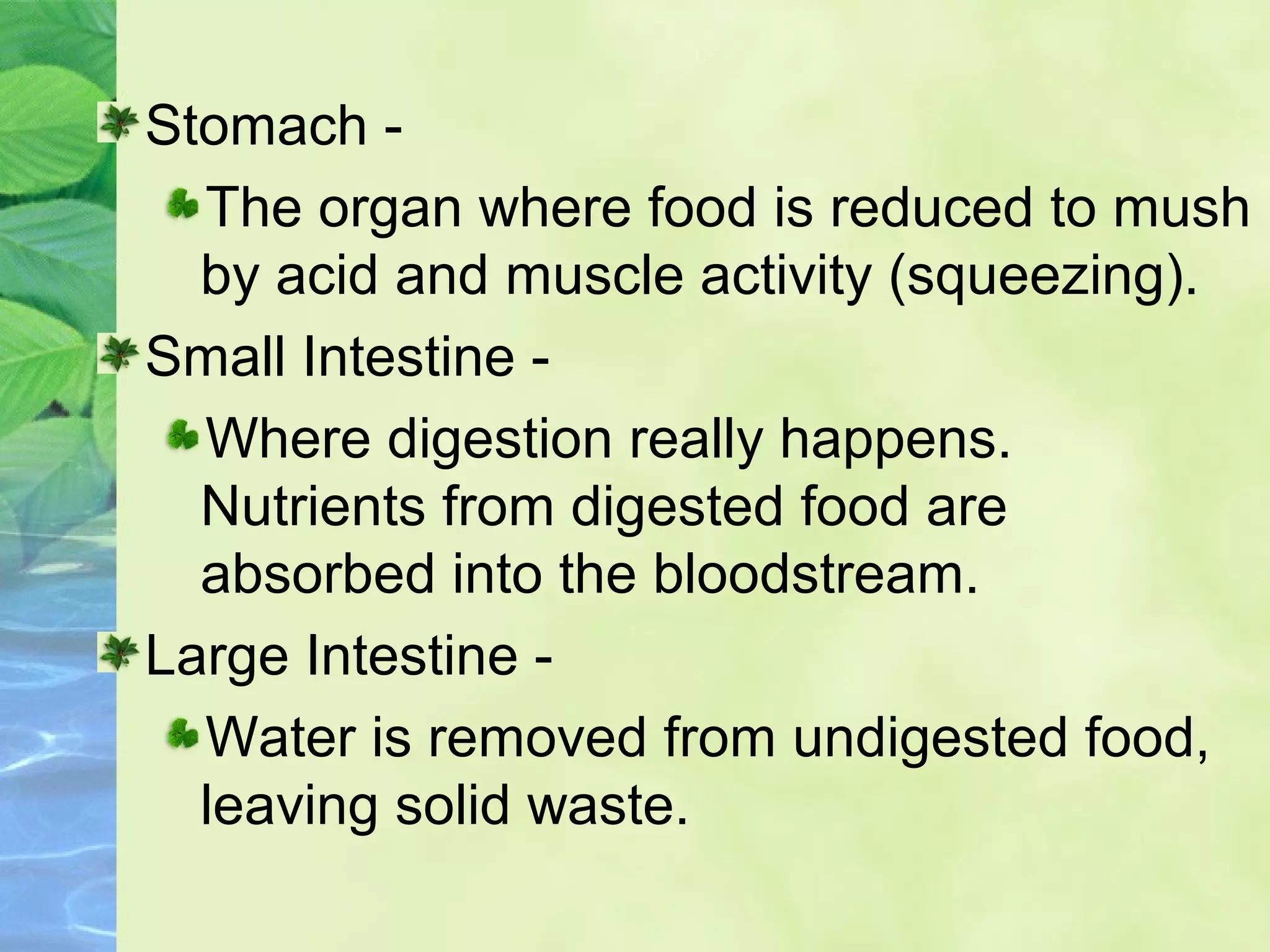 Digestive vocabulary | PPT