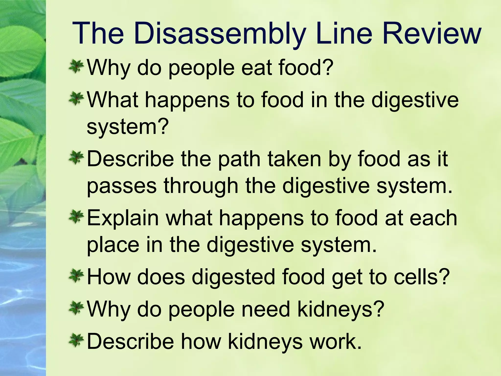 Digestive vocabulary | PPT
