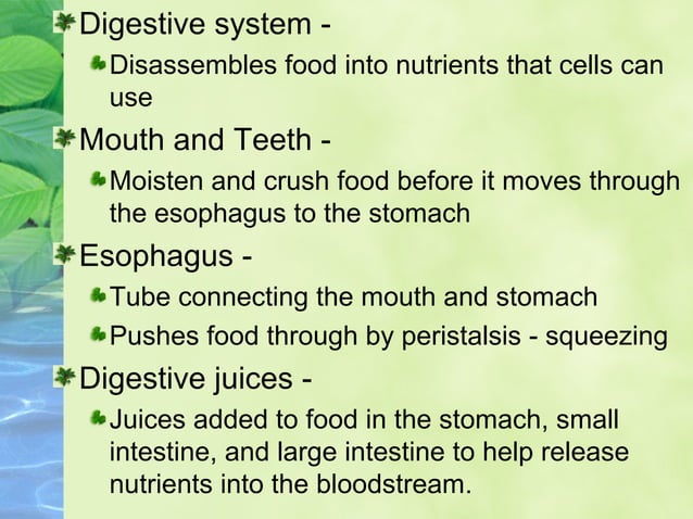 Digestive vocabulary | PPT