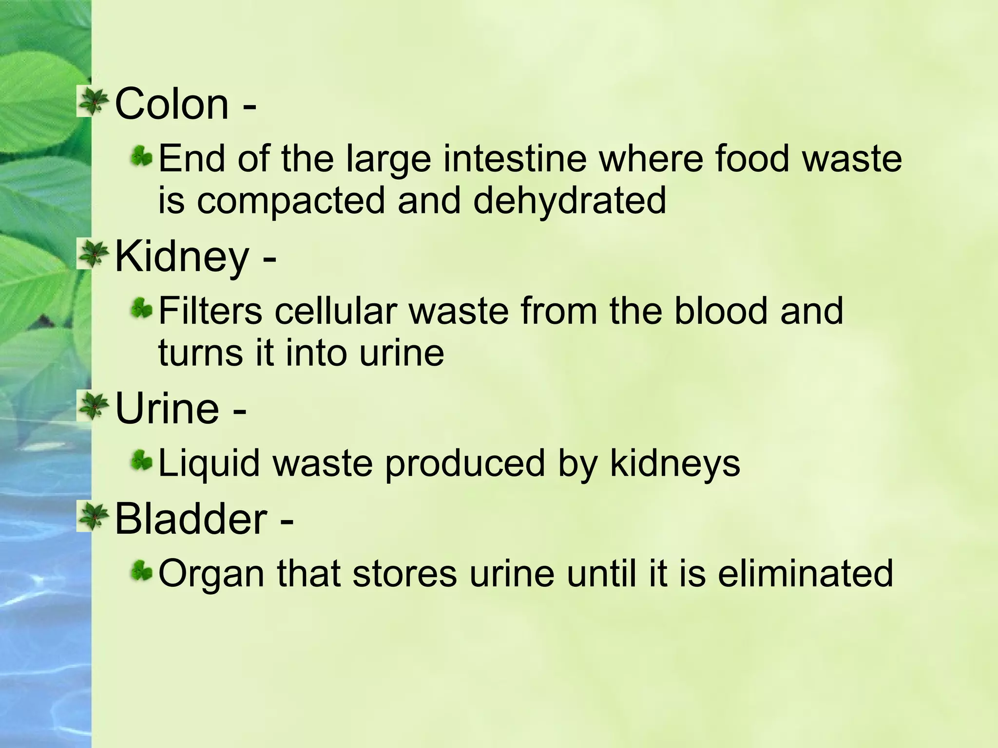 Digestive and Excretory Systems | PPT
