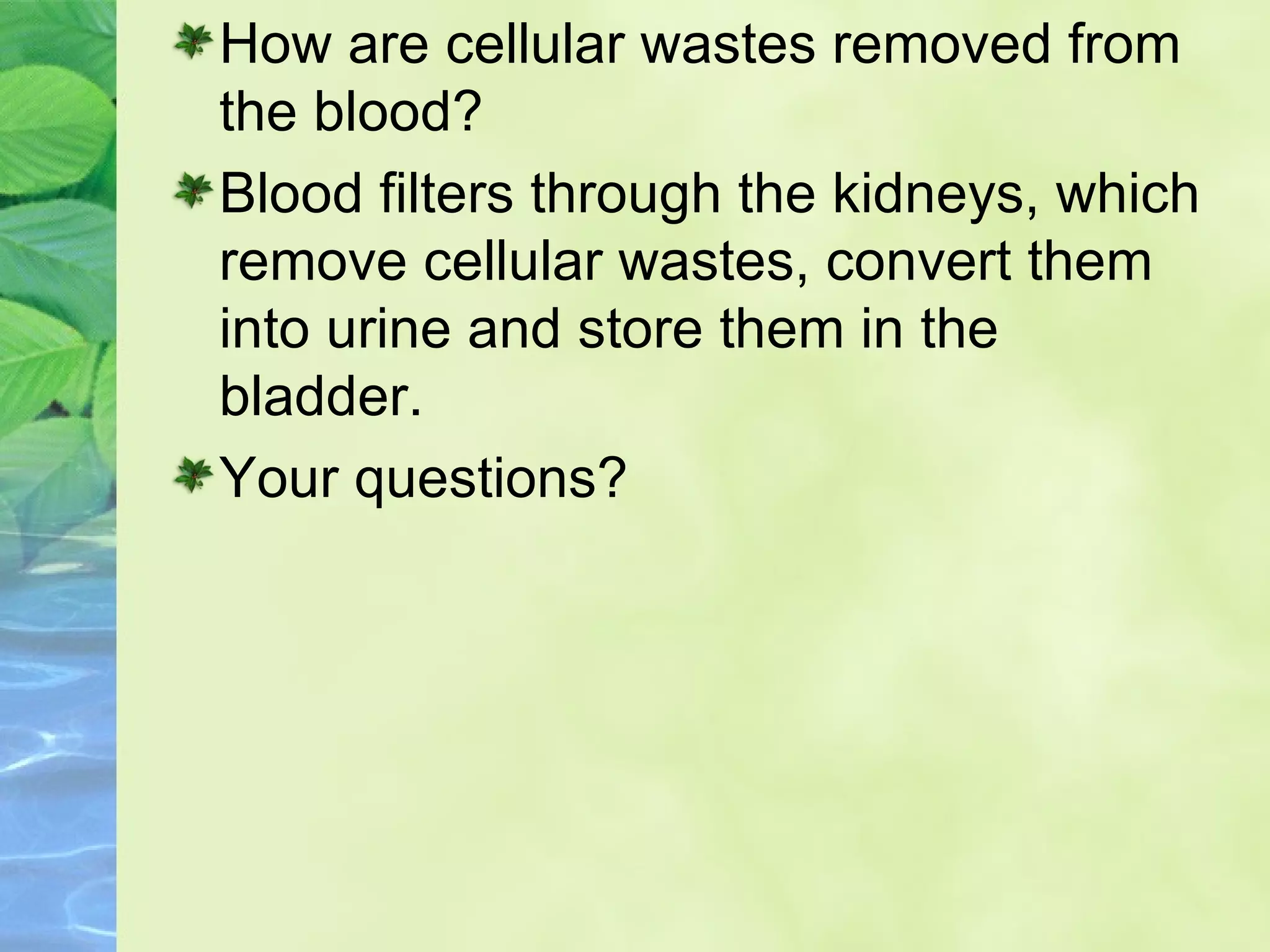 Digestive and Excretory Systems | PPT