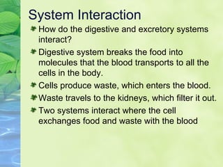 Digestive and Excretory Systems | PPT