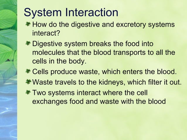 Digestive and Excretory Systems | PPT | Chemistry | Science