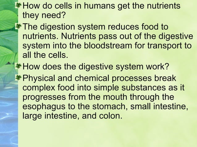 Digestive and Excretory Systems | PPT | Chemistry | Science