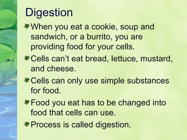 Digestive and Excretory Systems | PPT | Chemistry | Science