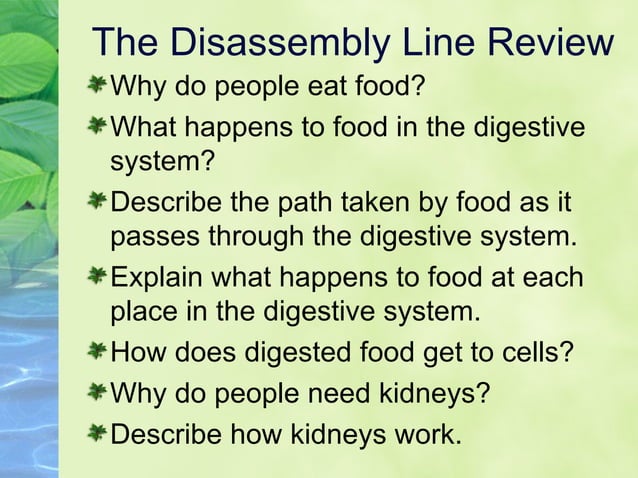 Digestive and Excretory Systems | PPT | Chemistry | Science