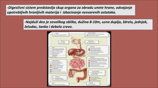 DIGESTIVNI TRAKT | PPT | Free Download
