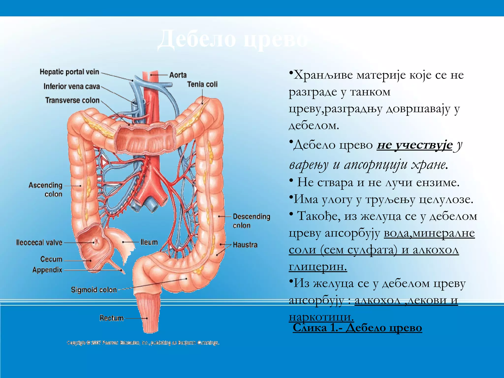 Digestivni trakt | PPT